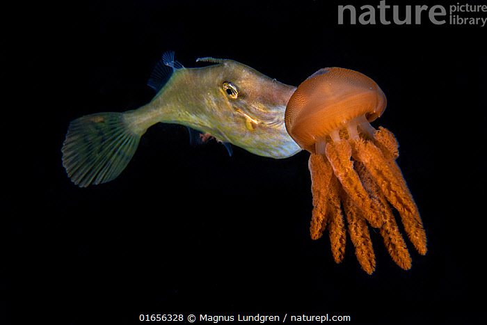 Stock photo of Large filefish (Monacanthidae) hanging on to a ...