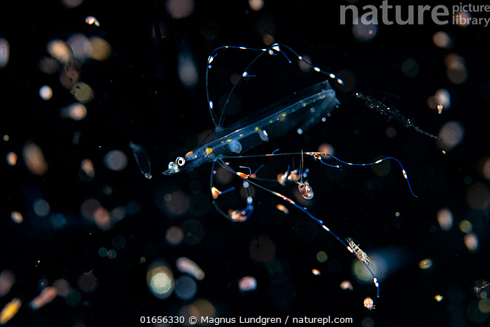Stock photo of Jellynose fish (Ateleopus sp) juvenile, in a soup of ...
