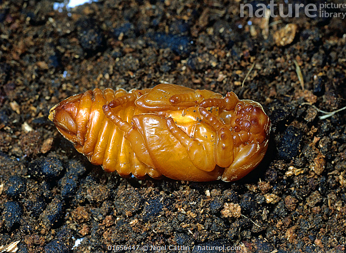 Stock photo of Rhinocerus beetle (Oryctes rhinoceros) pupa of a serious ...