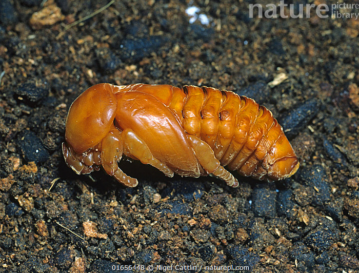 Stock photo of Rhinocerus beetle (Oryctes rhinoceros) pupa of a serious ...
