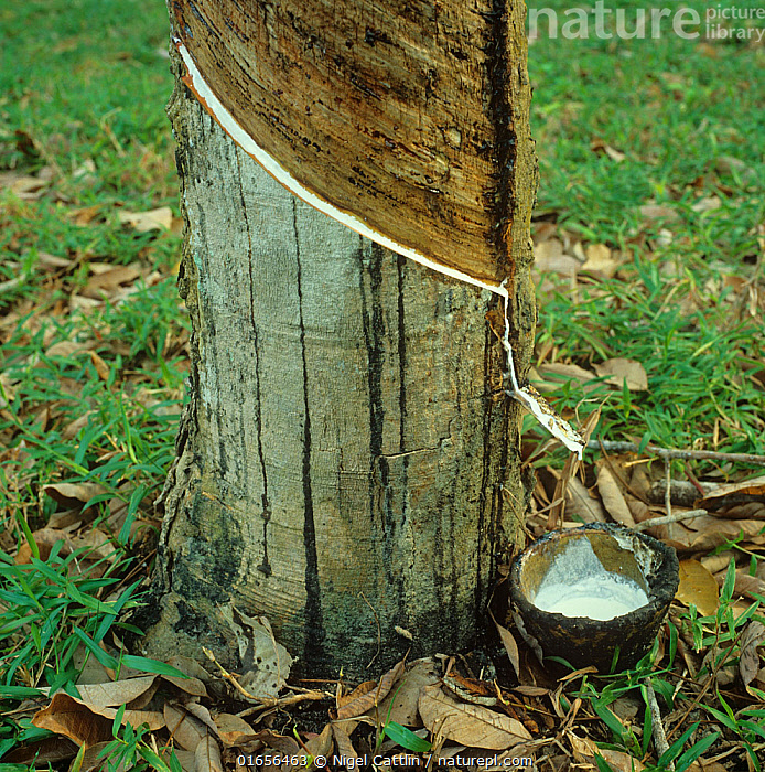 Stock photo of White latex flowing from the newly made cut in the bark ...
