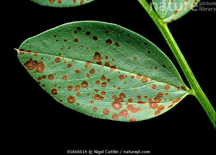 Stock photo of Chocolate spot (Botrytis fabae) early symptoms of ...