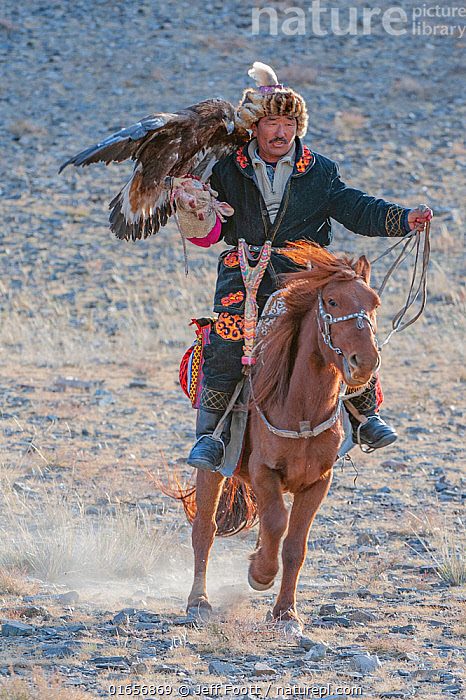 Stock photo of Eagle hunter on horse with female golden eagle (Aquila ...