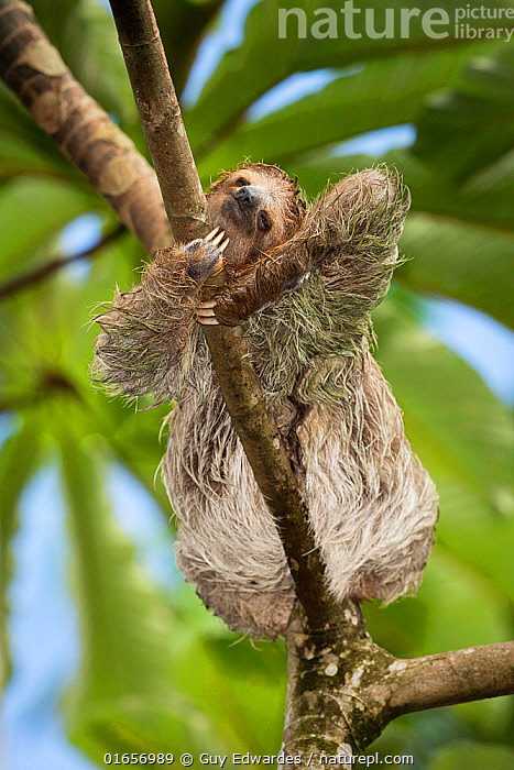 Stock photo of Brown-throated three-toed sloth (Bradypus variegatus ...