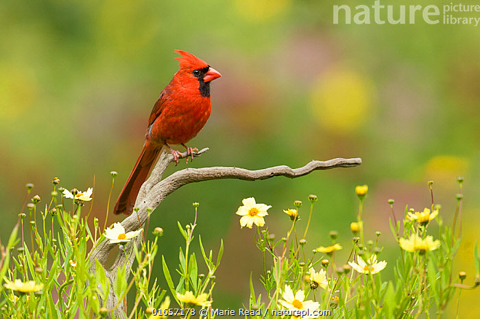 Stock photo of Northern cardinal (Cardinalis cardinalis) male in a late ...