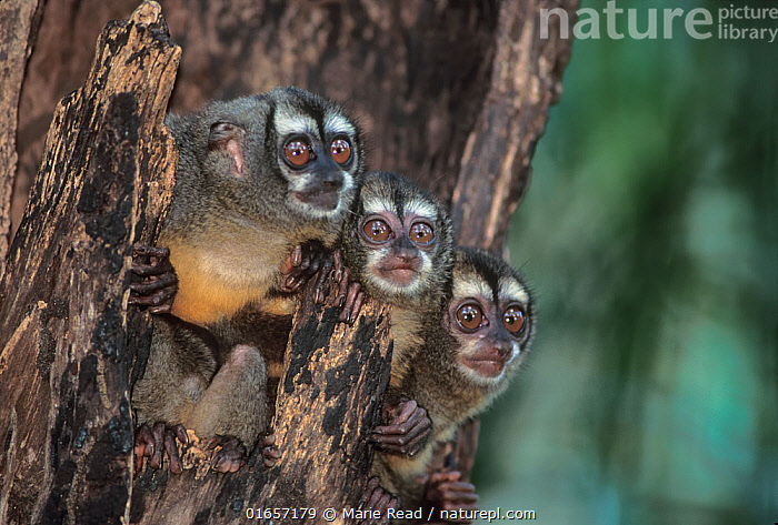 Stock photo of Panamanian night monkeys (Aotus zonalis) family in their ...