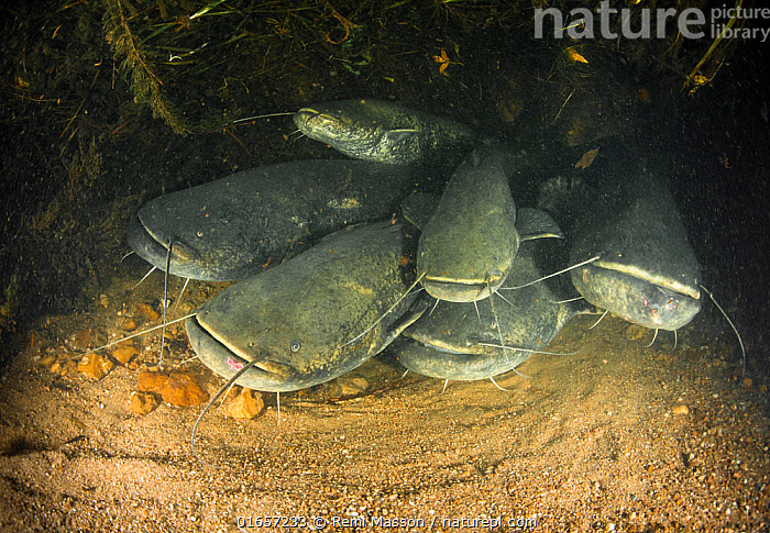 Silurus Glanis