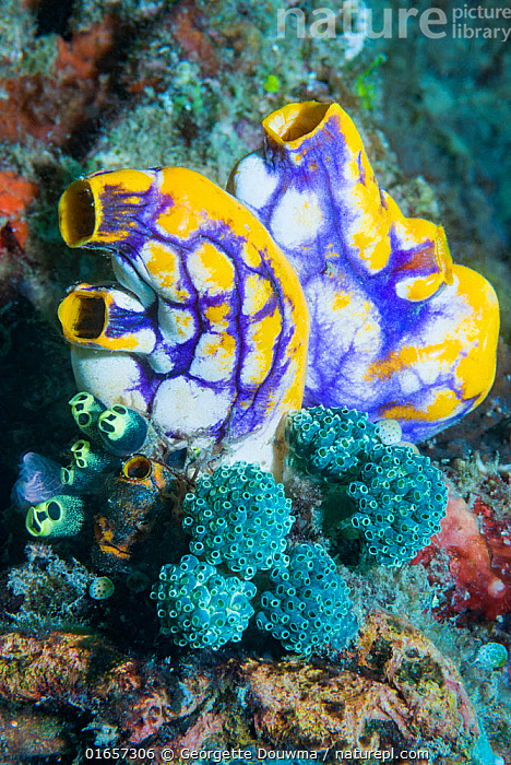 Stock photo of Golden sea squirt (Polycarpa aurata), Stalked green ...