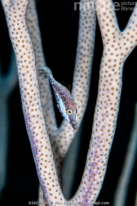 Stock photo of Slender filefish (Monacanthus tuckeri) hiding in the ...