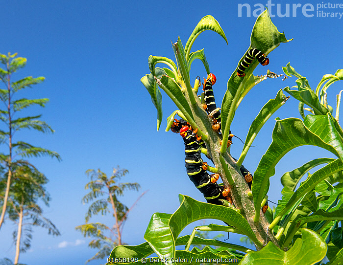 Stock photo of Frangipani hornworm (Tetrio sphinx moth) caterpillar ...