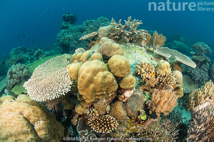 Stock photo of Coral reef, Atauro Island, East Timor.. Available for ...