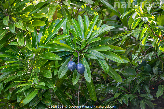 Stock photo of Cassowary plum (Cerbera floribunda), Wet Tropics of ...