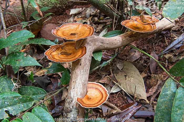 Stock photo of Yellow-footed micropore (Microporus xanthopus) bracket ...