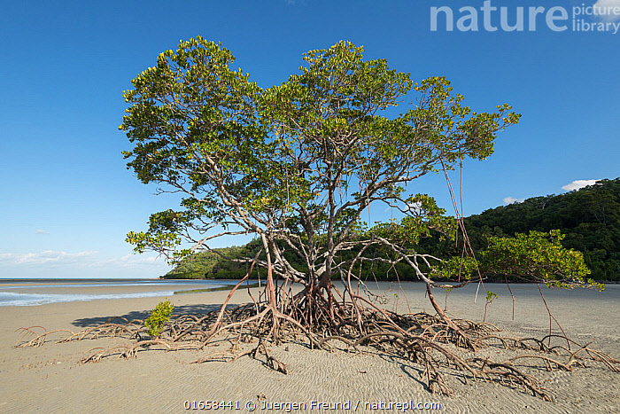 Stock photo of Mangrove tree with propagules and aerial roots on beach ...