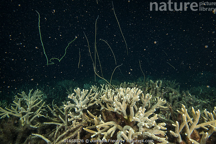 Stock photo of Marine worms and Corals spawning. Coral spawn collected ...