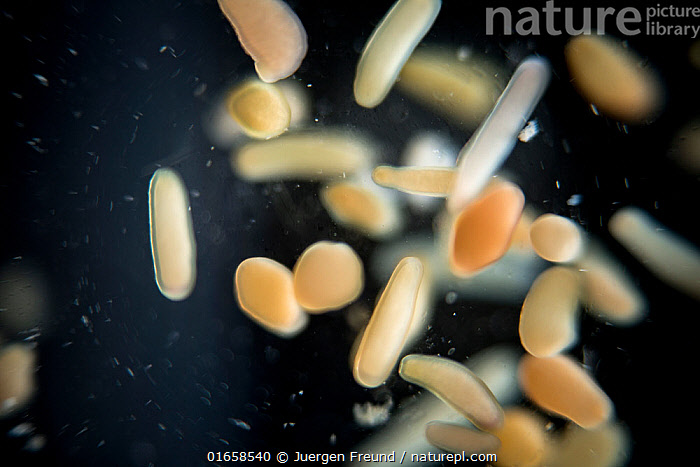 Stock photo of Coral larvae aged 5 days, microscopic image. Reared ...