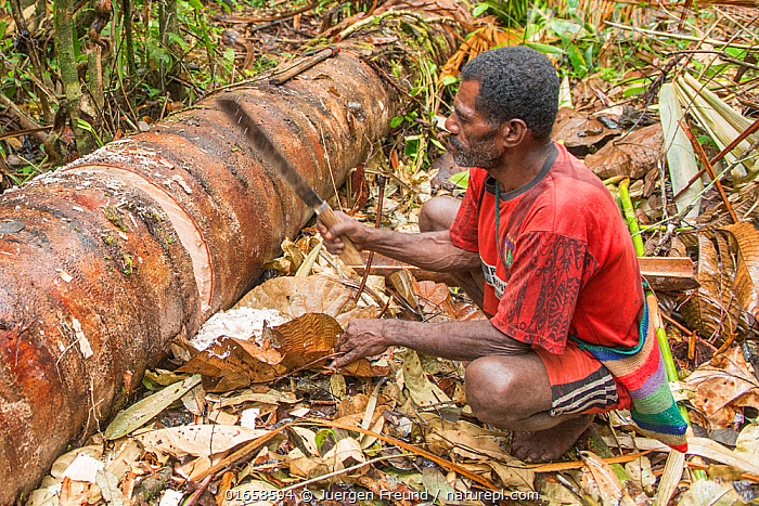 Stock photo of Man harvesting pith from trunk of Palm, most likely Sago ...