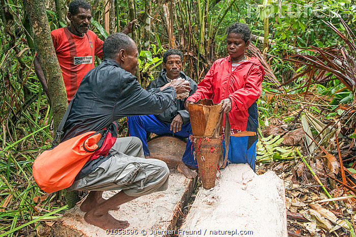 Stock photo of Man filling basket with pith from trunk of Palm, most ...