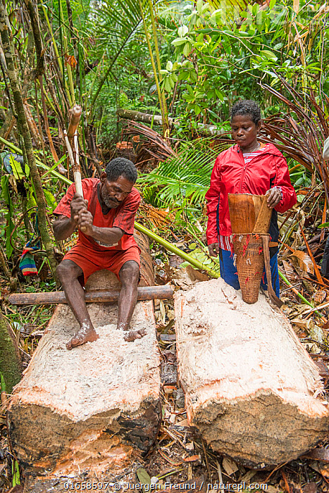Stock photo of Man extracting pith from trunk of Palm, most likely Sago ...