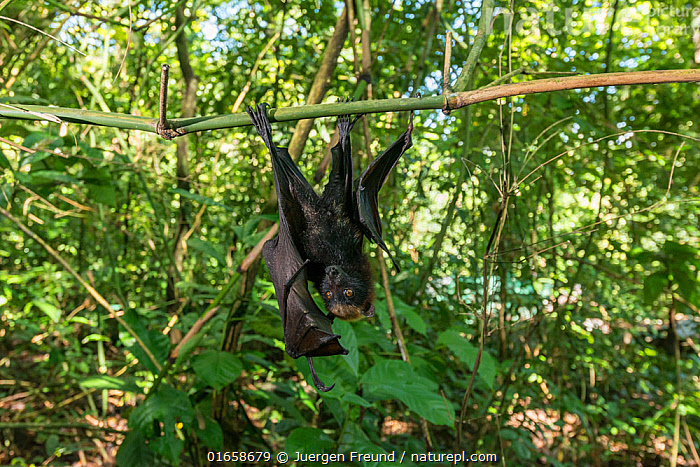 Stock photo of Golden-crowned flying fox (Acerodon jubatus) orphan ...