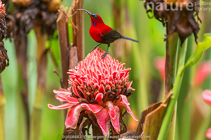 Stock photo of Magnificent sunbird (Aethopyga magnifica) male perched ...