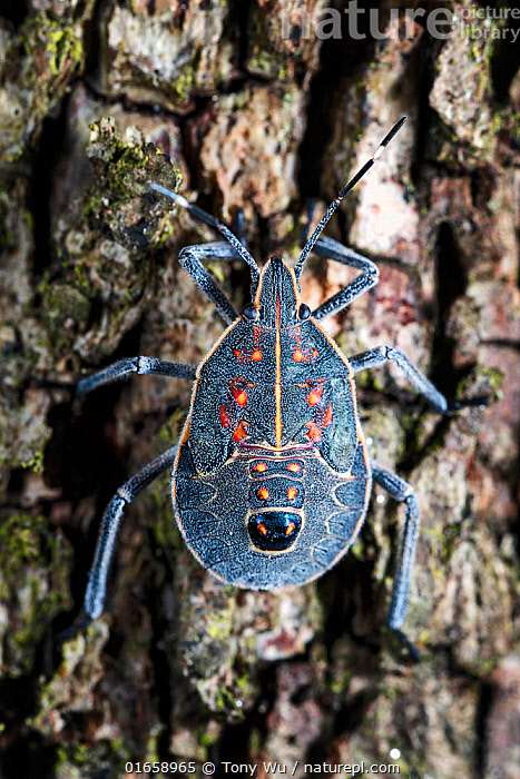 Stock photo of Yellow spotted stink bug (Erthesina fullo) nymph in ...