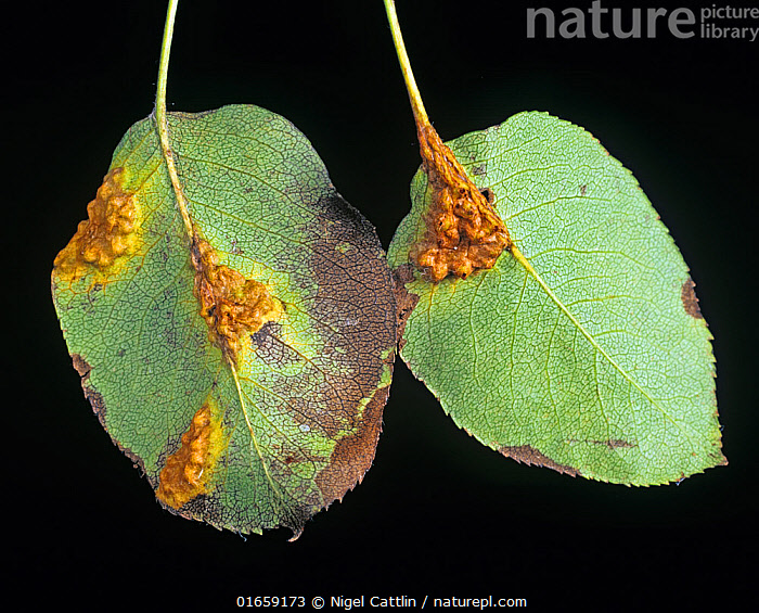 Stock photo of Pear rust (Gymnosporangium fuscum) pustules and damage ...