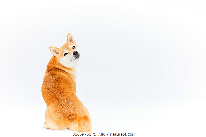 Stock photo of Shiba Inu dog sitting rear view white background, Japan ...