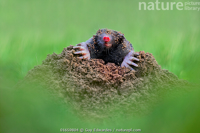 Stock photo of Common mole (Talpa europaea) on mole hill. Dorset ...