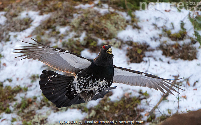 Stock photo of Capercaillie (Tetrao urogallus) male vocalising whilst ...