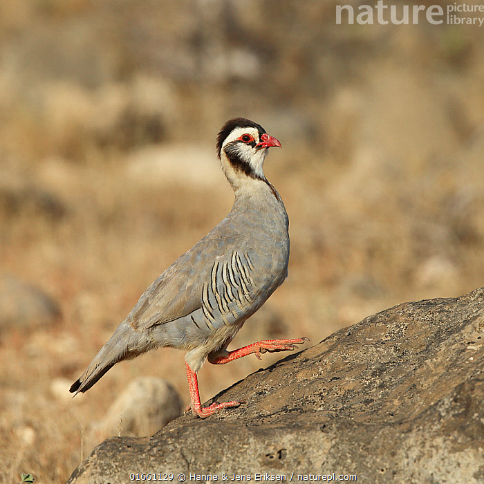 Stock photo of Arabian partridge (Alectoris melanocephala) Al Mughsayl ...