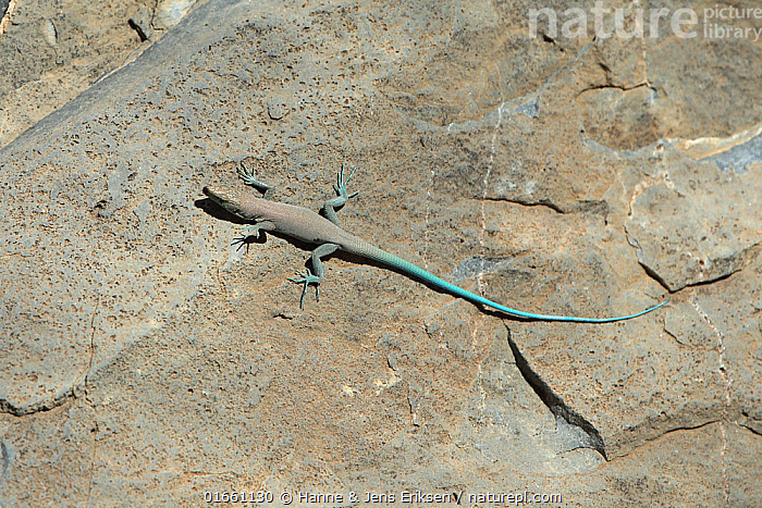 Stock photo of Blue-tailed Oman lizard (Omanosaura cyanura) Saqy ...