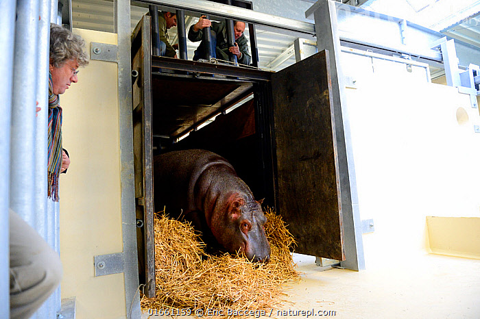 Stock photo of Hippopotamus (Hippopotamus amphibius) walking out of its ...