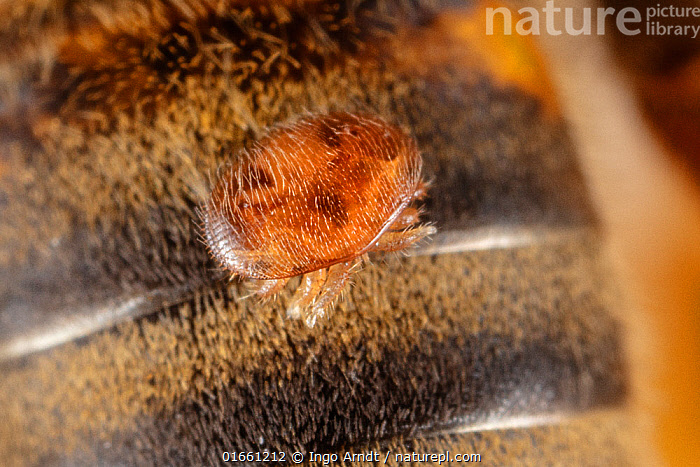 Stock photo of Honey bee (Apis mellifera) infested with Honey bee mite ...