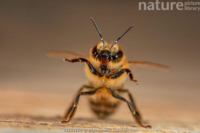 Stock photo of Honey bee (Apis mellifera) defensive position, Germany ...