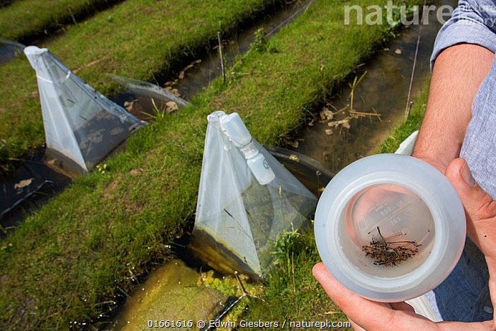 Stock photo of Sample of Insects from emergence trap over trial ditch ...