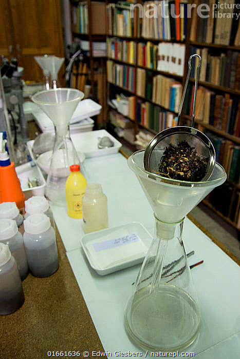 Stock photo of Insect sample draining in sieve prior to weighing. Long ...