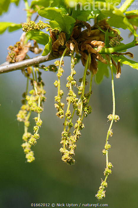 Stock photo of English / Pedunculate oak (Quercus robur) flowers and ...