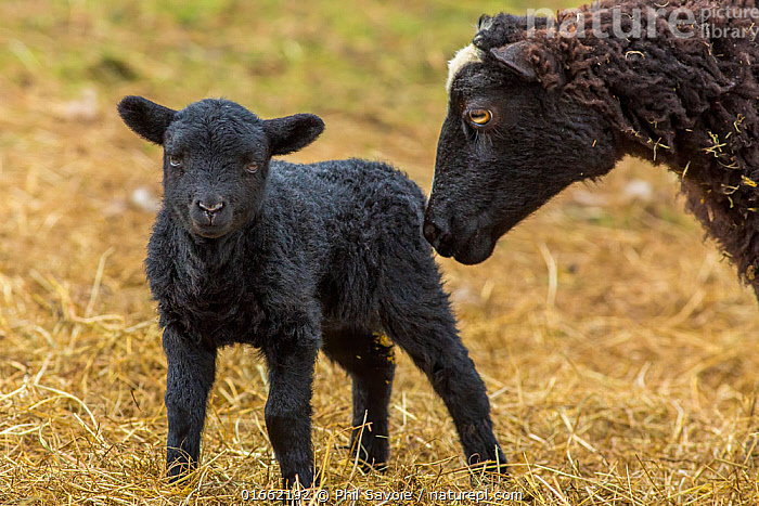 Stock photo of Black Welsh badger-faced mountain sheep, ewe and lamb ...