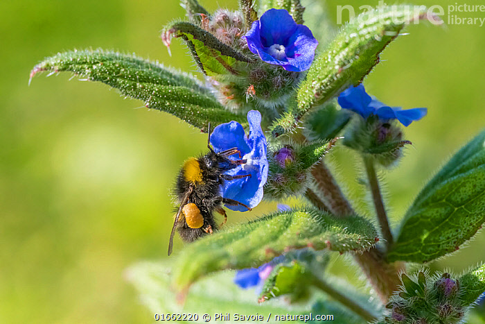 Stock photo of Early bumblebee (Bombus partorum), visiting Green ...