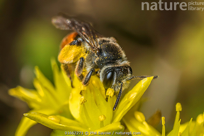 Stock photo of Red-girdled mining bee (Andrena labiata) feeding on ...