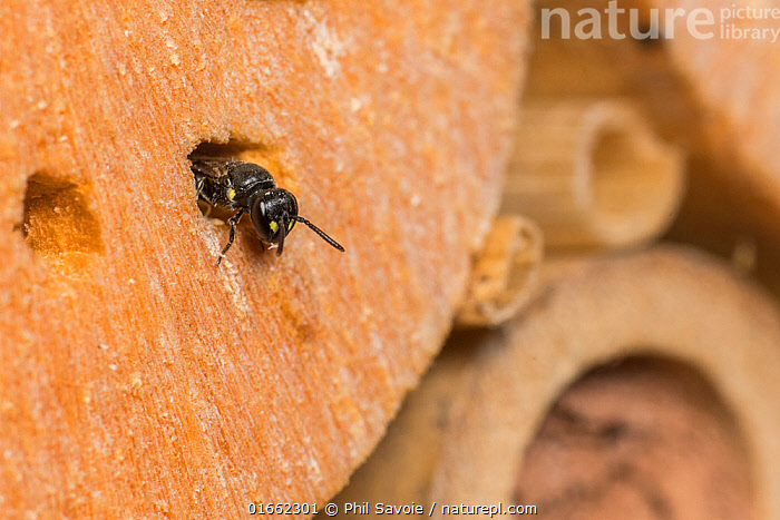 Stock photo of Little yellow-faced bee (Hylaeus pictipes), 3.5mm ...