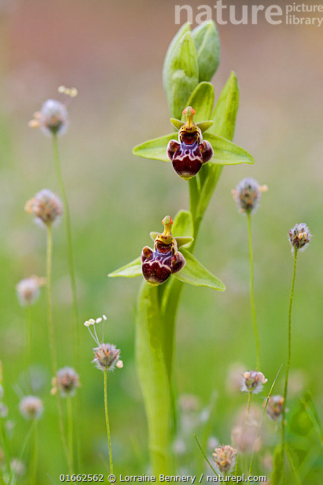 Stock photo of A natural hybrid between Bumblebee orchid (Ophrys ...