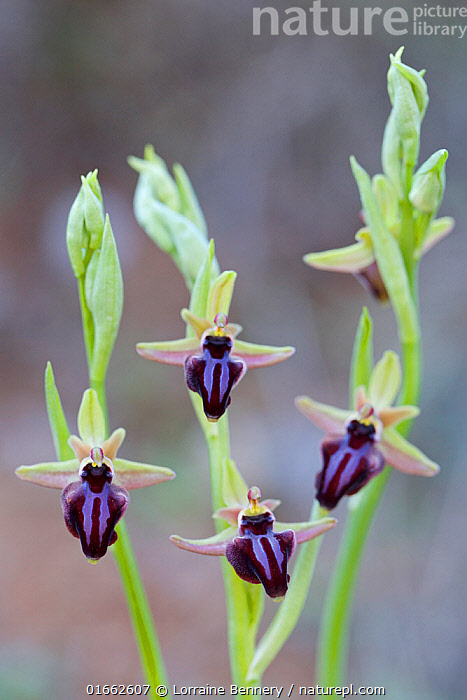 Stock photo of Orchid (Ophrys doerfleri) Archanes, Crete, Greece, March ...