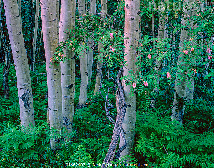 Stock photo of New Mexican Locust bush (Robinia neomexicana) in bloom ...