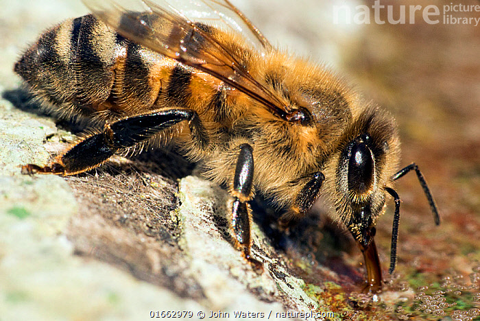 Stock photo of Honey bee (Apis mellifera) drinking water from a stone ...