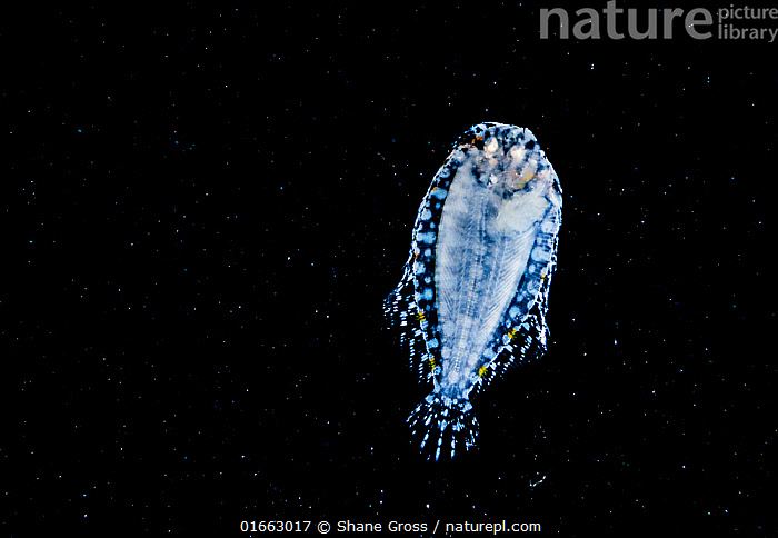 Stock photo of Peacock flounder (Bothus lunatus) settling at night. The ...