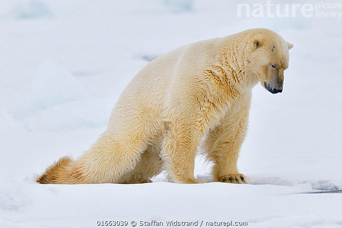 Stock photo of Polar bear (Ursus maritimus) stretching, Svalbard ...