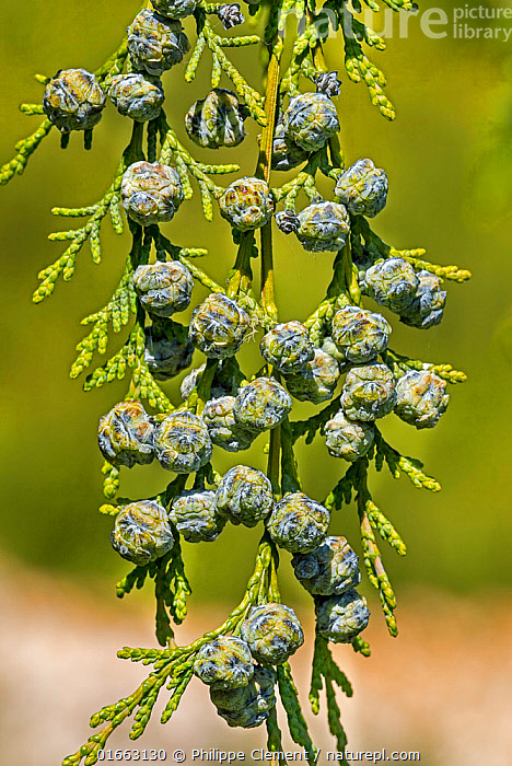 Stock photo of Port Orford cedar / Lawson cypress (Chamaecyparis ...