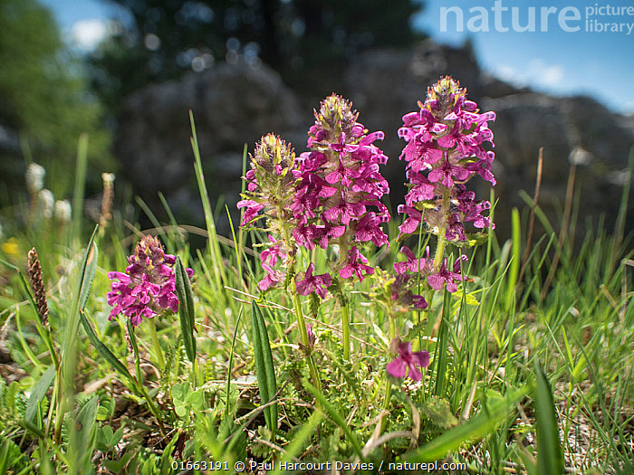 Stock photo of Verticillate lousewort (Pedicularis verticillata). Fassa ...